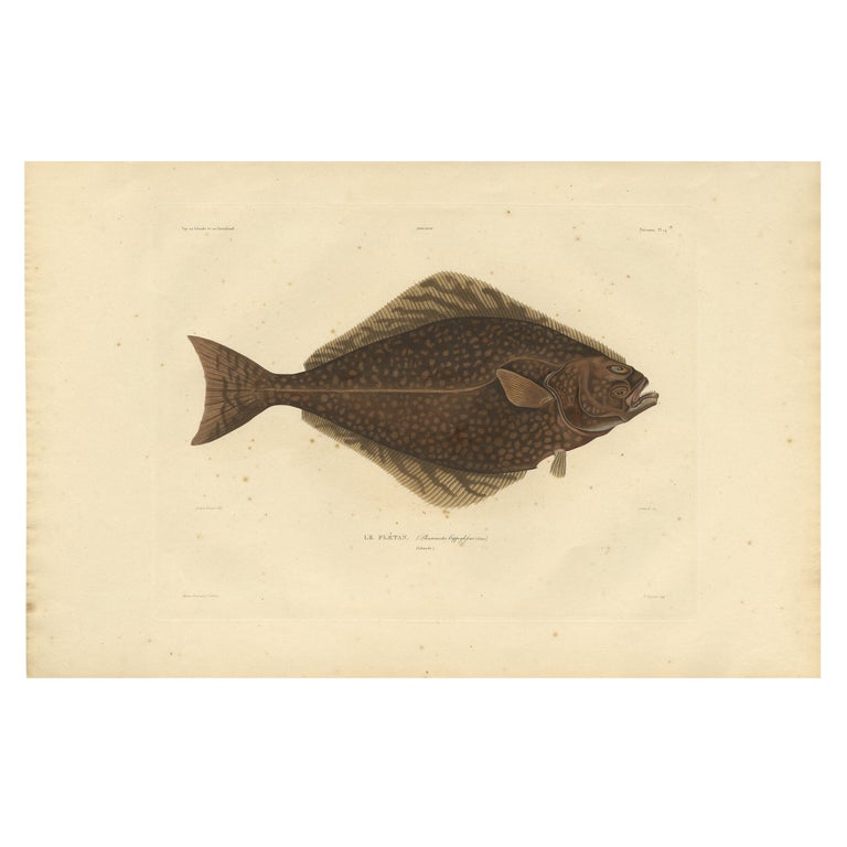 Rare Hand-Colored Engraving of a Fish named The Atlantic Halibut, 1842 ...
