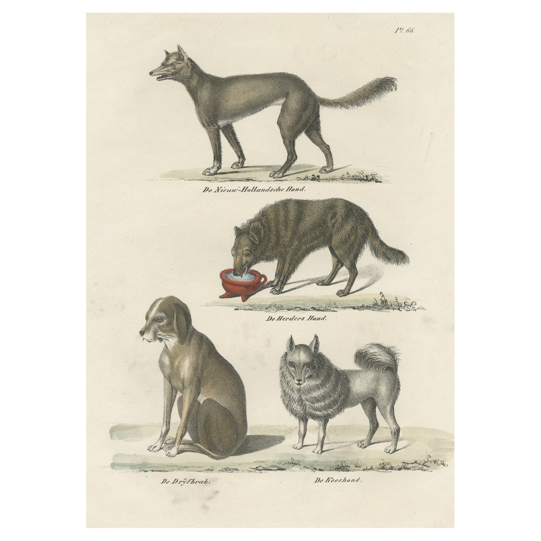Attractive Antique Print of the Sheepdog and Other Dog Breeds, 1845 For ...