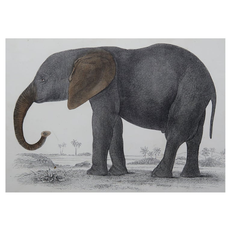 Original Antique Print of an Elephant, 1847 'Unframed' at 1stDibs