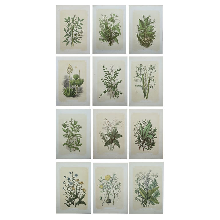 Set of 12 Original Antique Botanical Prints 'Herbs and Spices', circa ...