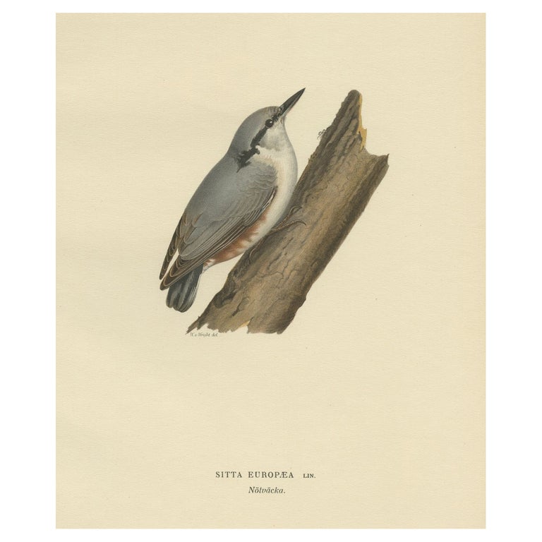 Attractive Antique Bird Print of the Eurasian Nuthatch, 1927 For Sale ...