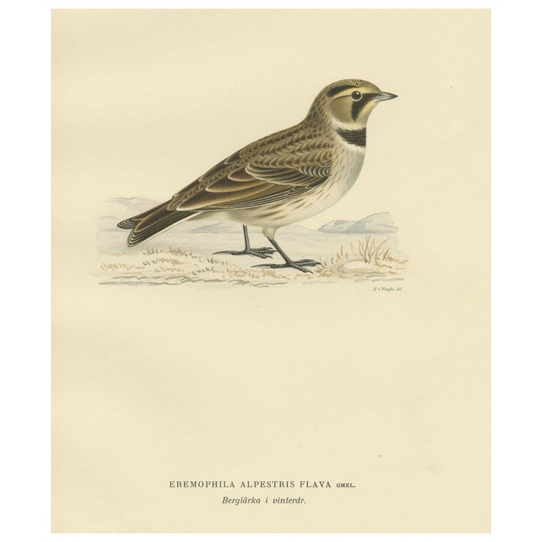 Decorative Old Bird Print of the Common Horned Lark, 1927 For Sale at ...