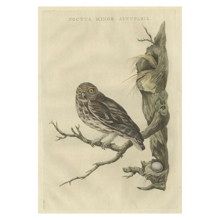 Antique 18th Century Engraving in Old Handcoloring of a Little Owl ...