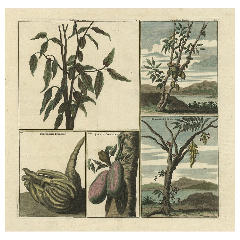 Old Print with Fruits from Asia Cocoa, Soursop Belimbing, Chinese Lemon ...