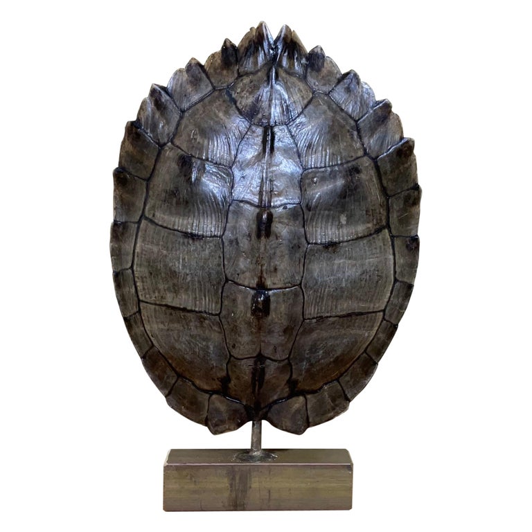 Genuine American Fresh Water Turtle Shell For Sale at 1stDibs