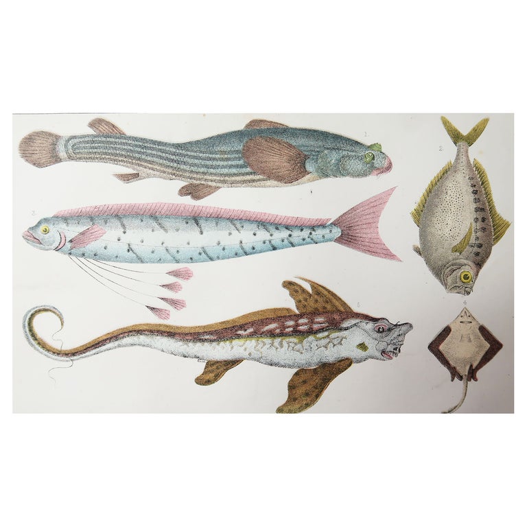 Original Antique Print of Fish, 1847 Unframed at 1stDibs