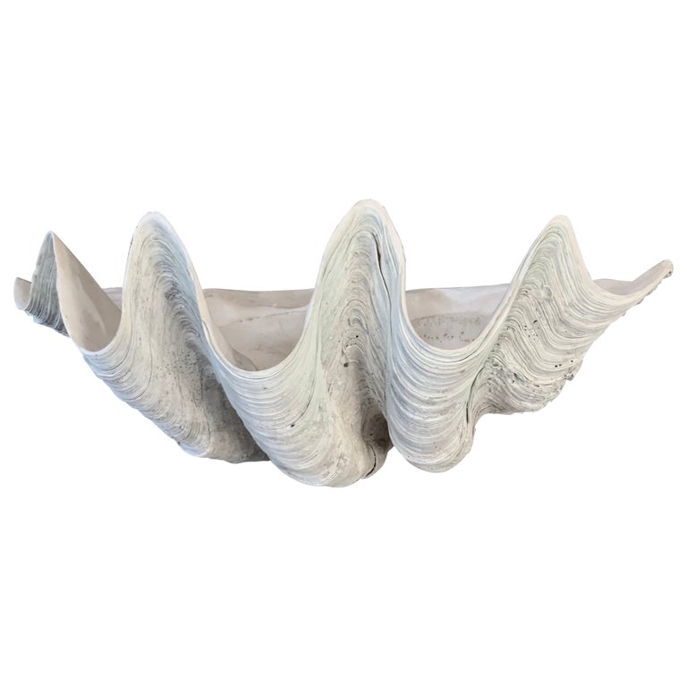 Monumental Deep Ocean Natural Clamshell at 1stDibs
