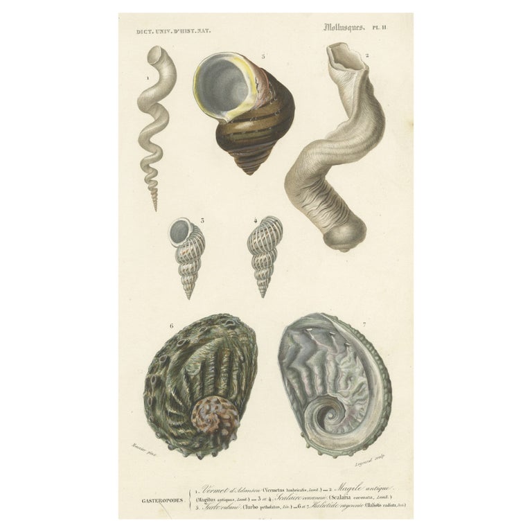 Original Antique Hand-Colored Print of different Types of Molluscs ...