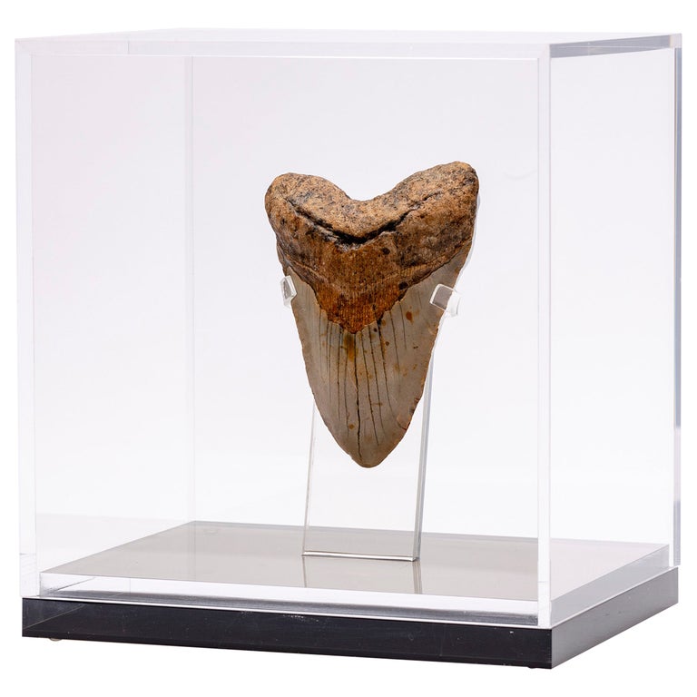 Fossil Megalodon "the Monster Shark" Tooth in Acrylic Custom Box For ...