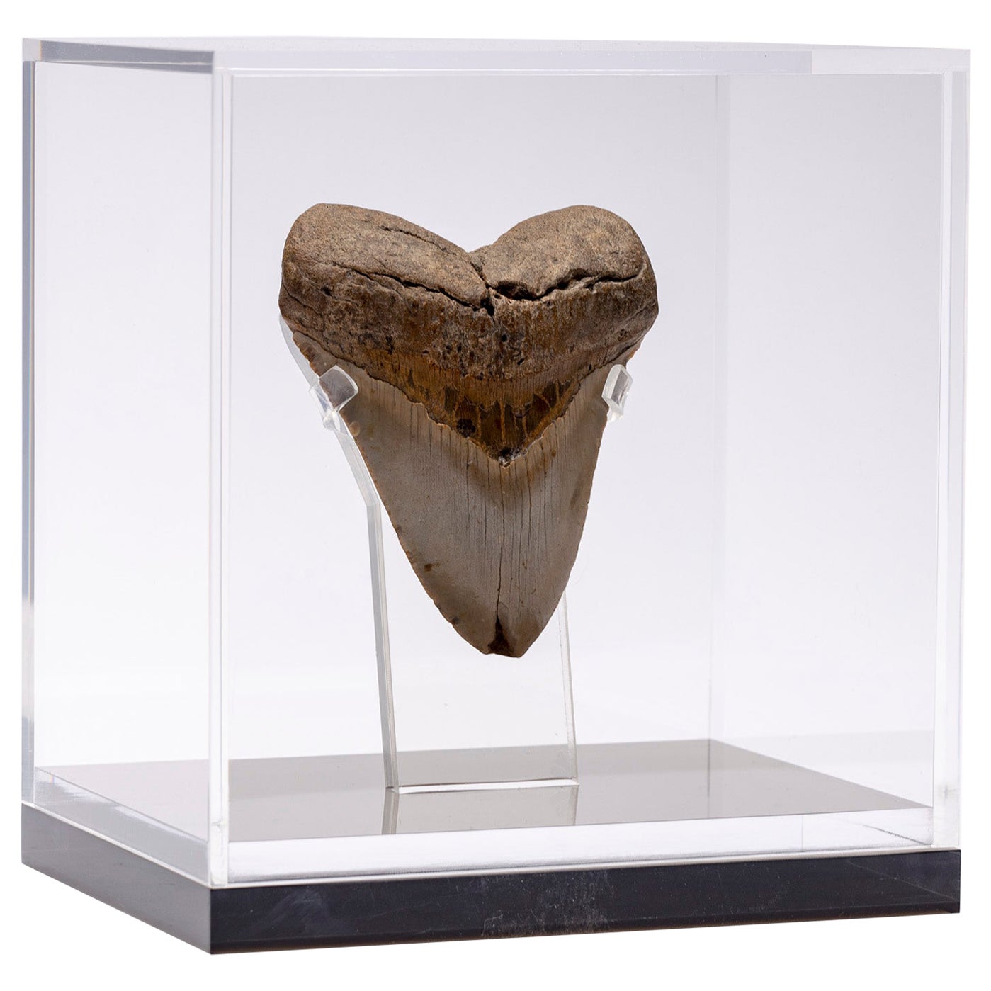 Fossil Megalodon "The Monster Shark" Tooth in Acrylic Custom Box at 1stDibs