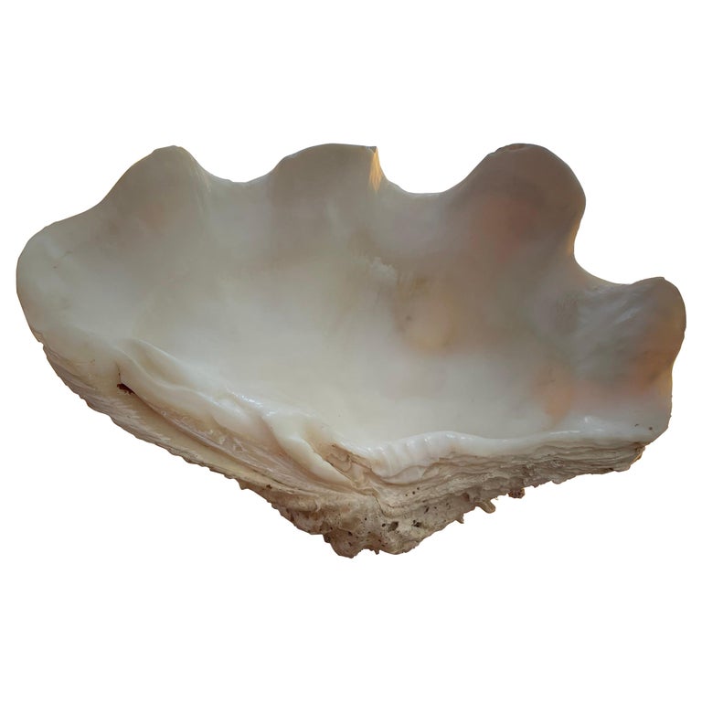Gigas Tridacna Shell For Sale at 1stDibs