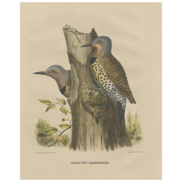 Large Old Bird Print Depicting Two Gilded Flickers, 1869 For Sale at ...