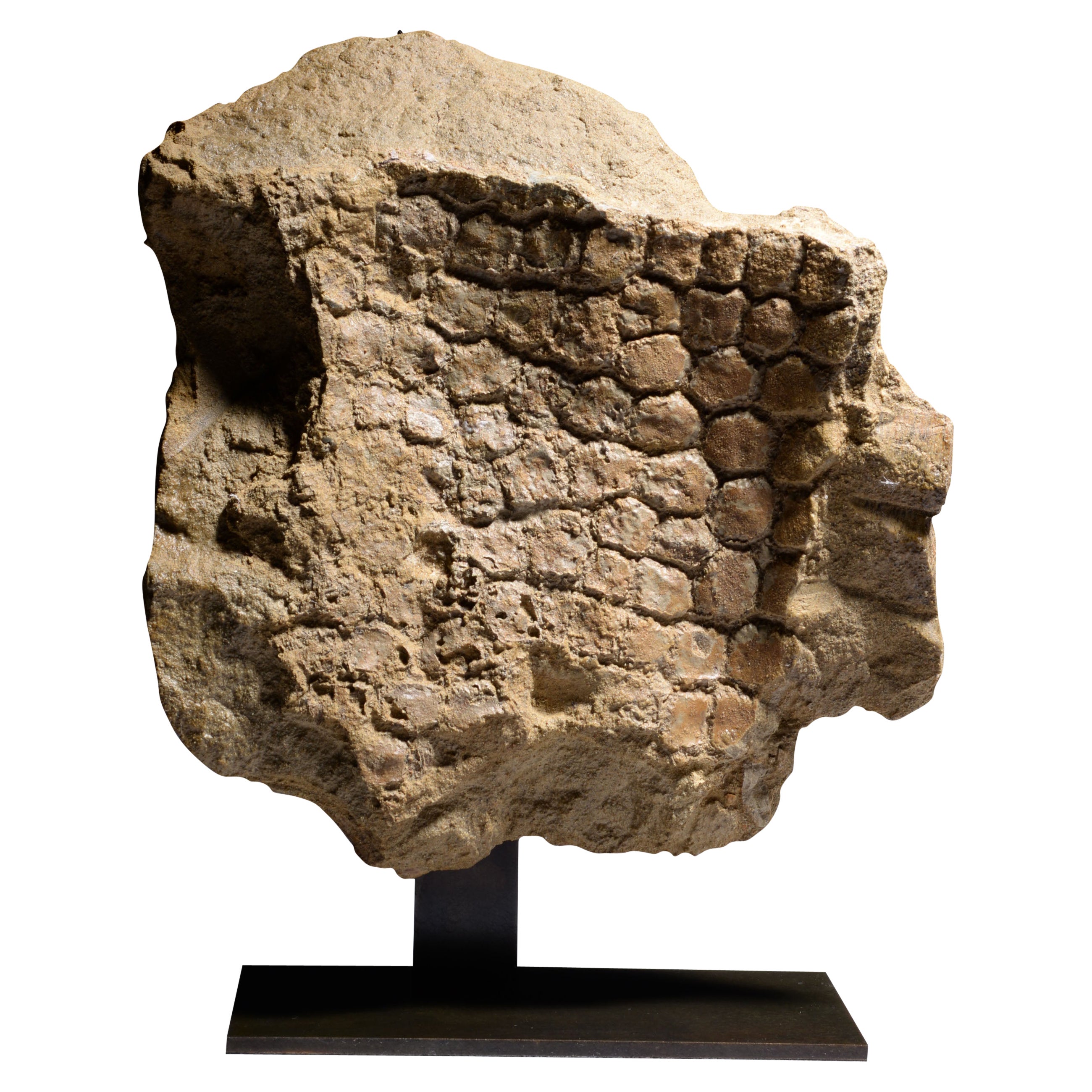 Jurassic Shrimp Crustacean Fossil at 1stDibs