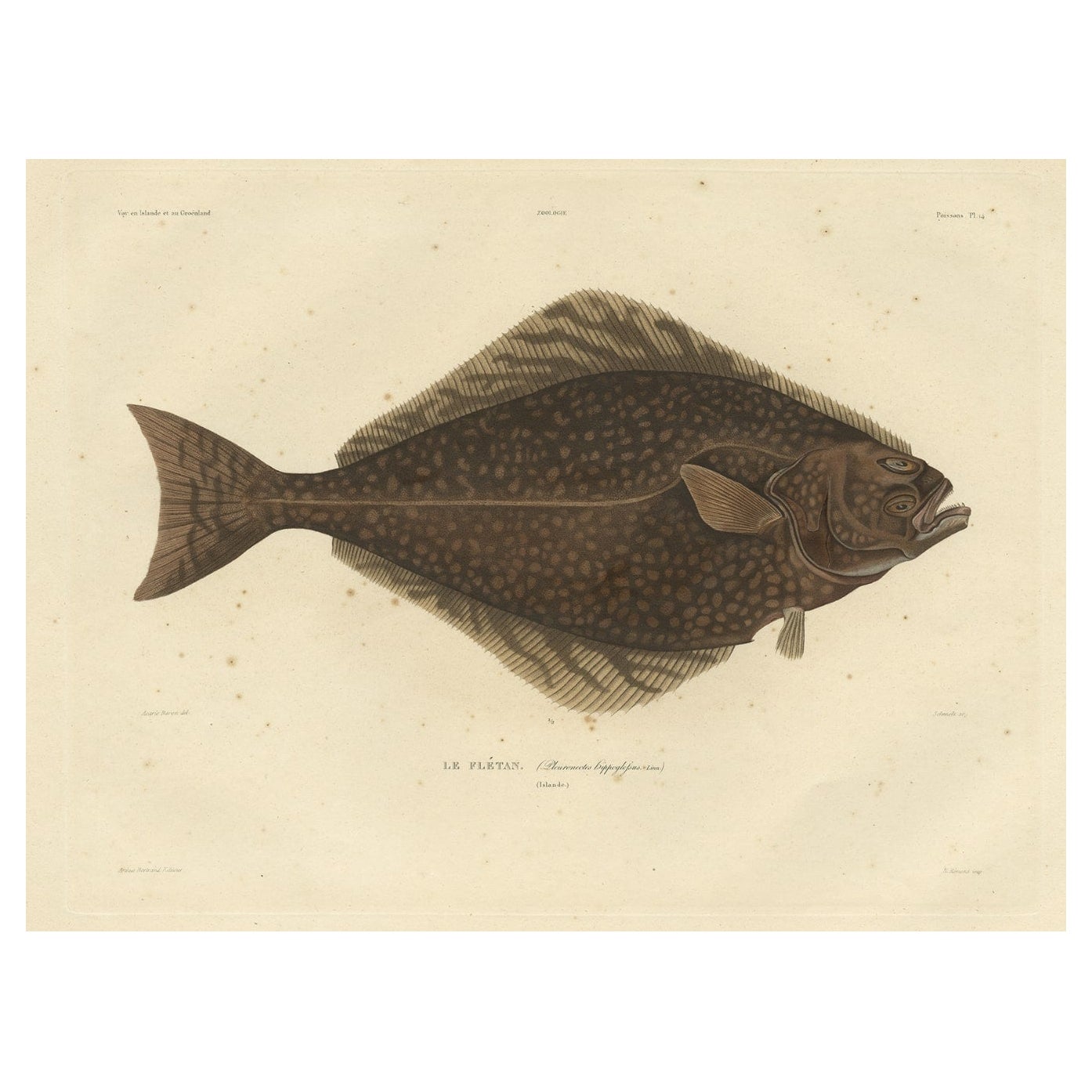 Rare Fish Print of the Norway Redfish 'Sebastes Viviparus' and the ...