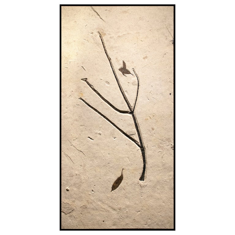 50 Million Year Old Eocene Era Fossil Branch, Leaf Mural in Stone, from ...