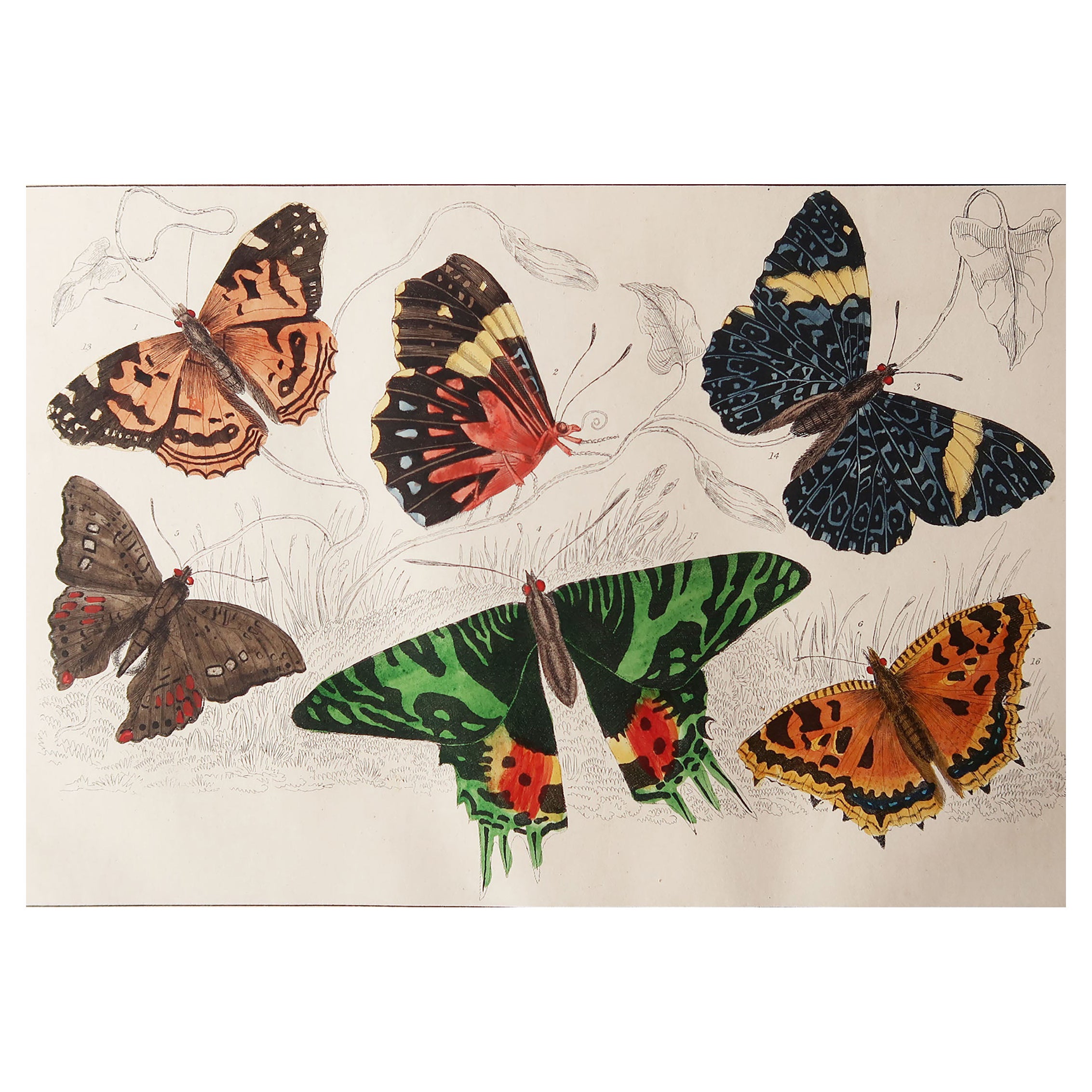 Antique Print of Amboina by Van der Aa, circa 1725 For Sale at 1stDibs