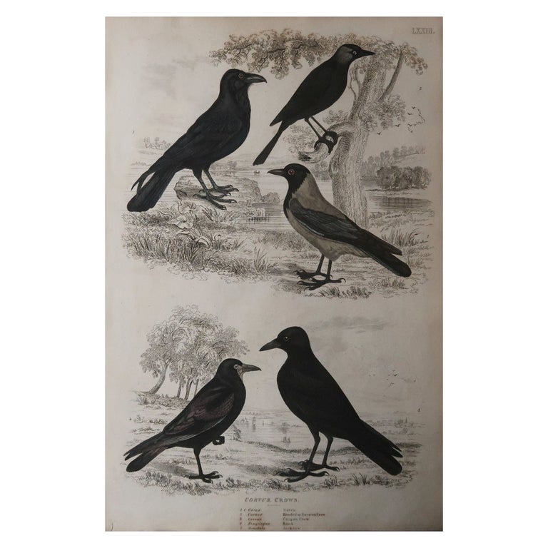 Large Original Antique Natural History Print, Crows, circa 1835 For ...