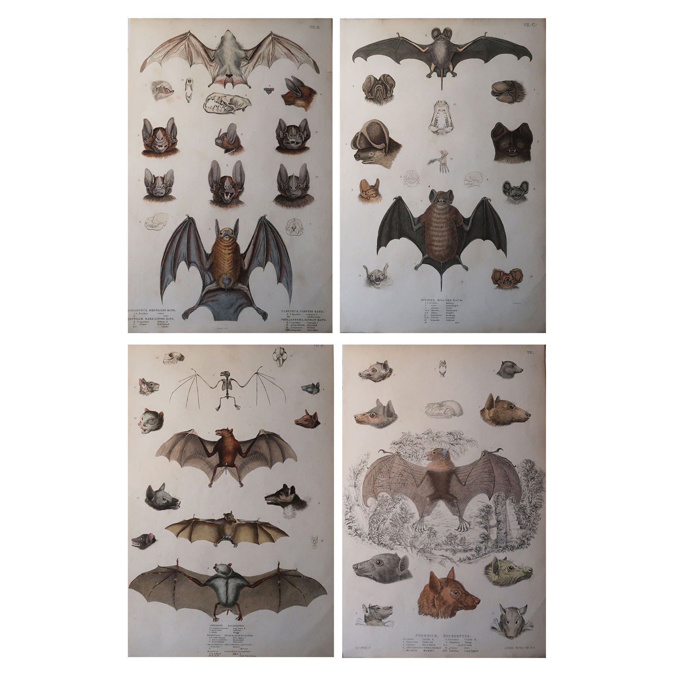 Set of 4 Large Original Antique Natural History Prints, Bats, circa ...