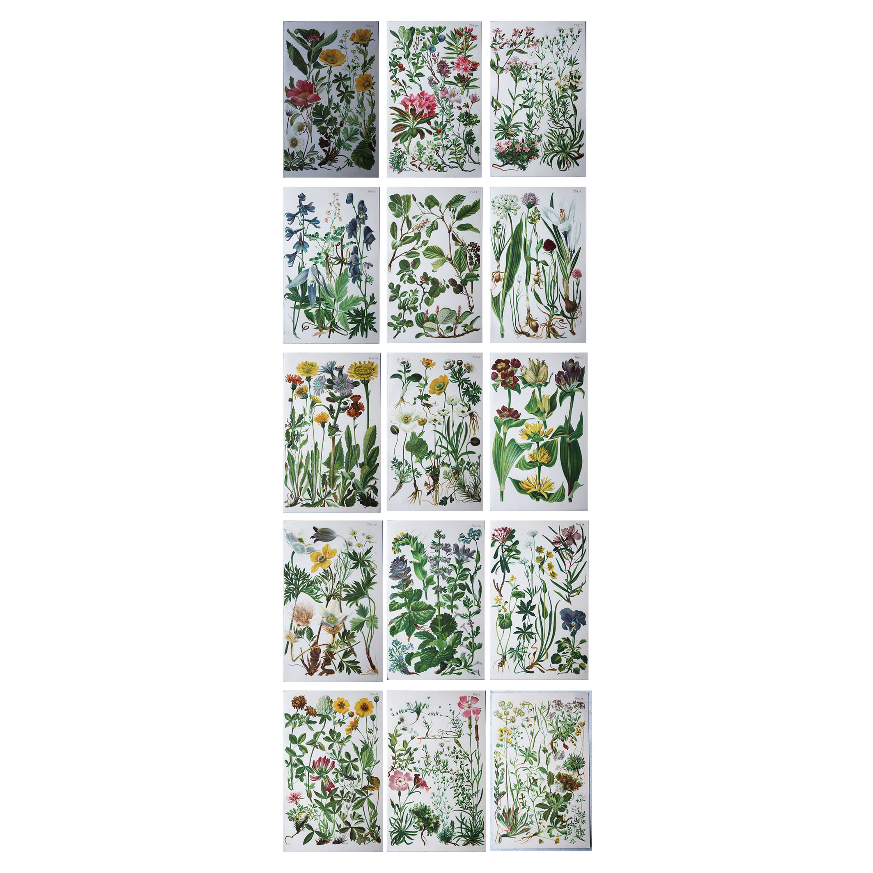 Set of 4 Antique English Botanical Prints For Sale at 1stDibs