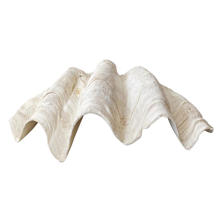 Giant South Pacific Clam Shell Tridacna Gigas For Sale at 1stDibs