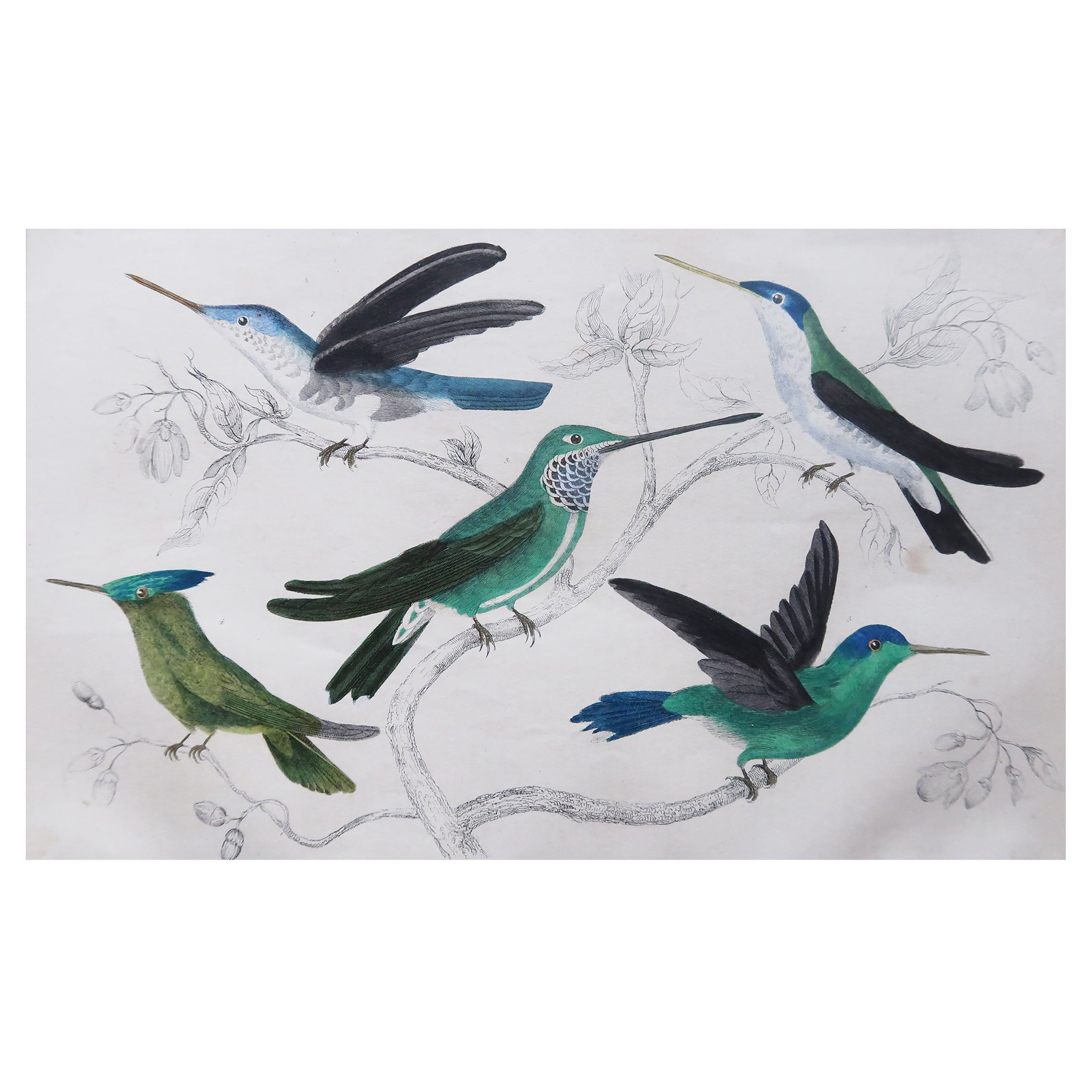 Antique Print of Amboina by Van der Aa, circa 1725 For Sale at 1stDibs