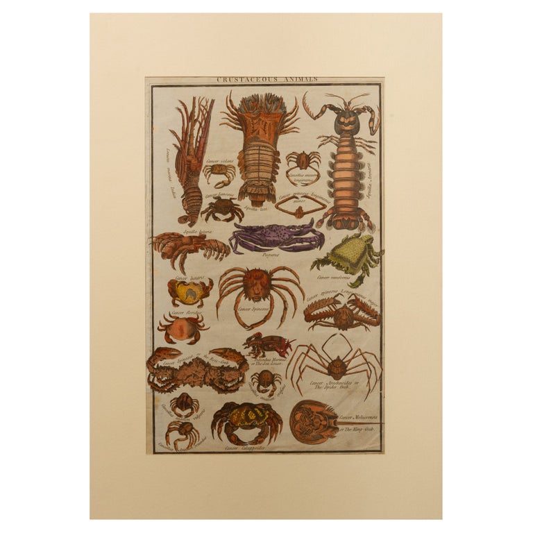 Series of Antique Shells Etchings For Sale at 1stDibs