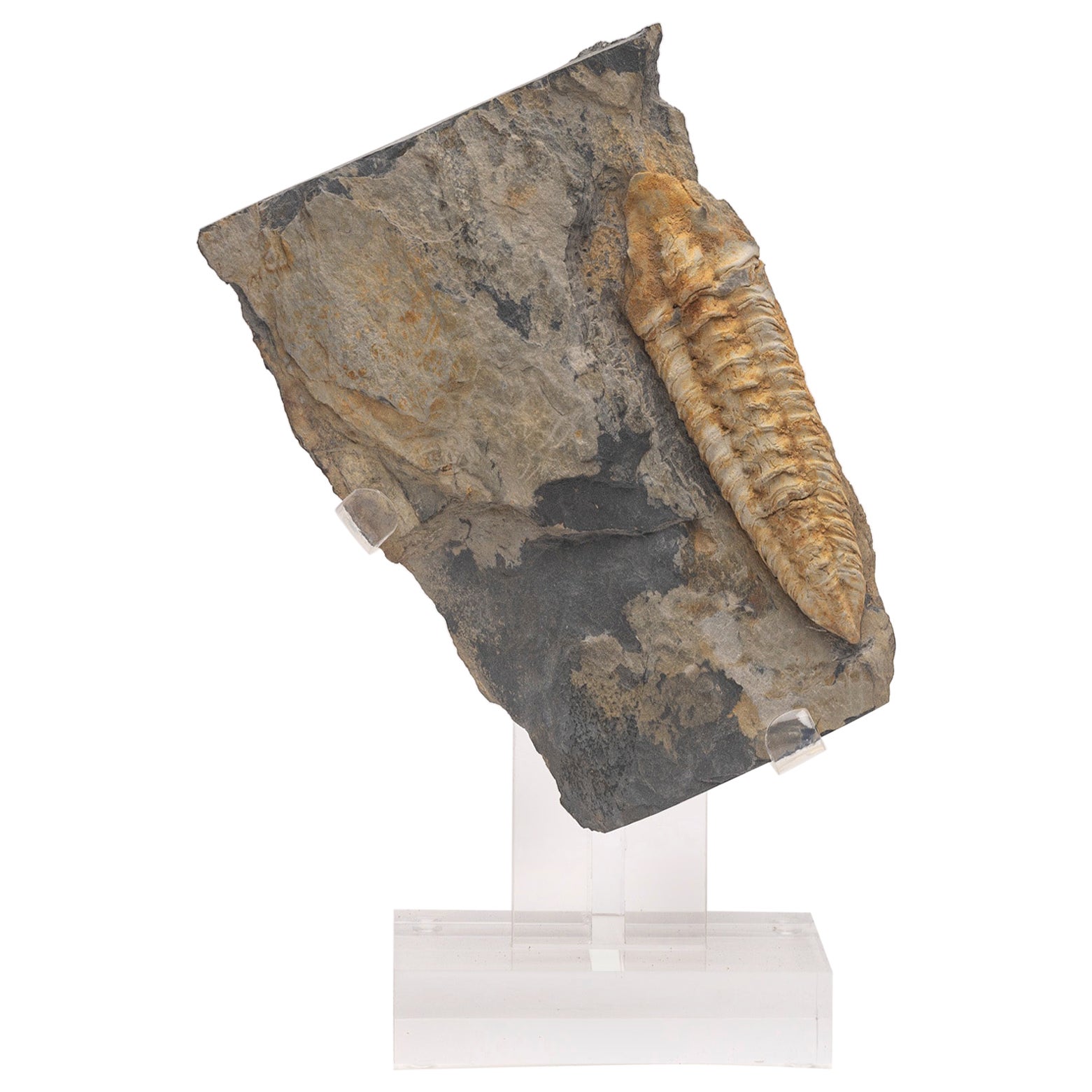 Fossil of Cambropallas Trilobite from Paleozoic Era of the Cambrian ...