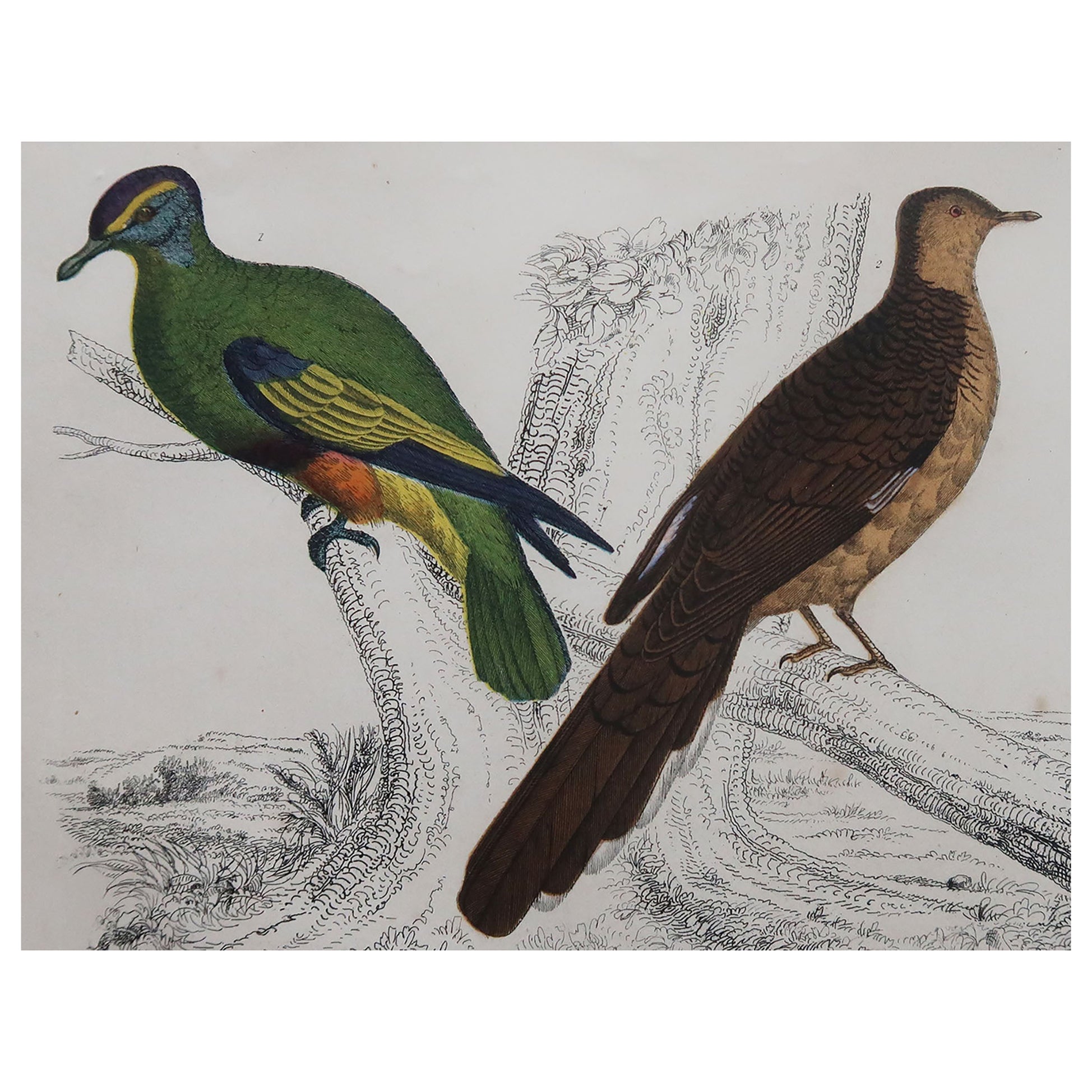 Madame Pauline Knipp Engraving of A Pigeon, Colombi-Galline Goura For ...