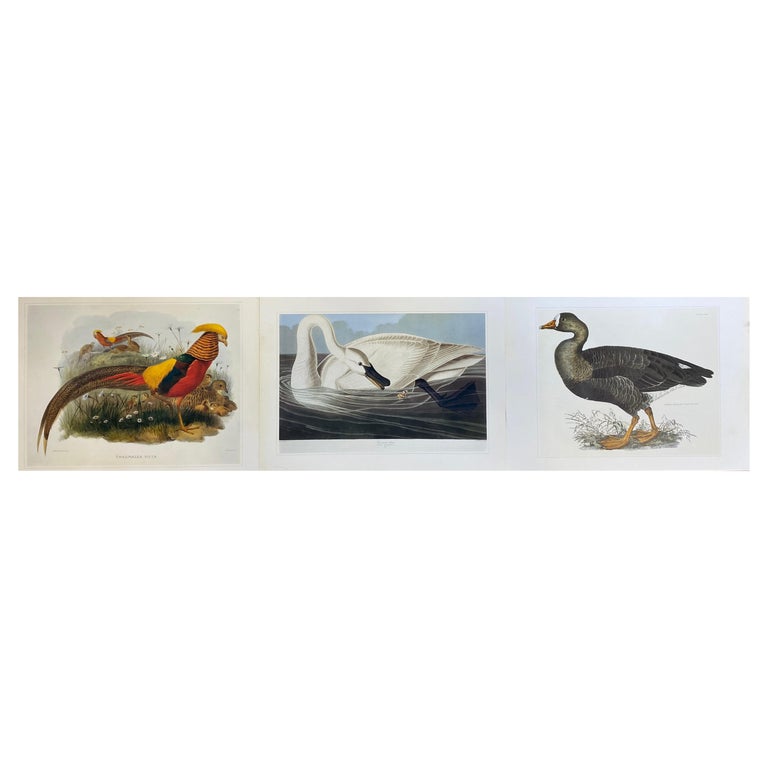 Classic Bird Color Prints x 3, Beautiful Set of 3 Classical Birds For ...