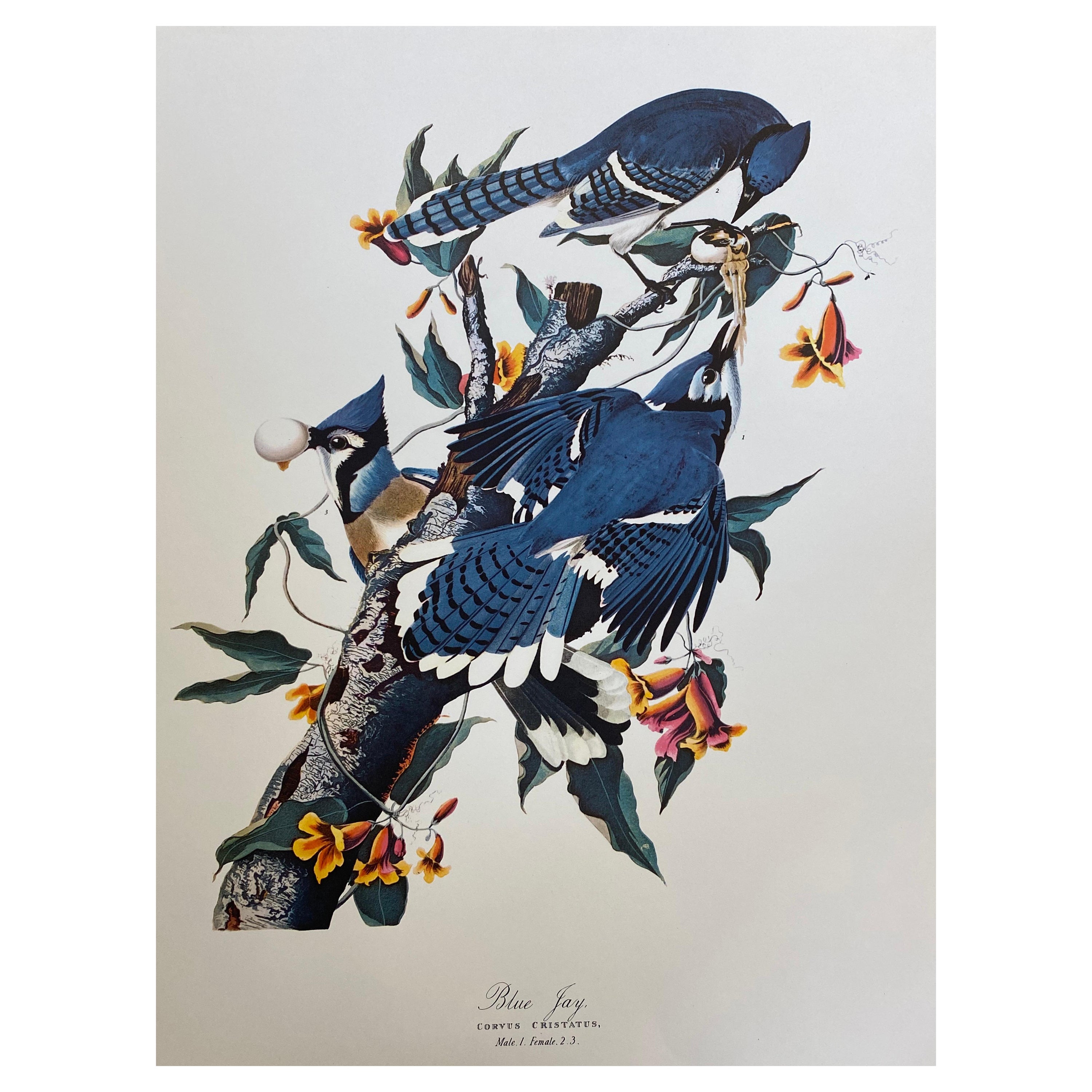 Large Classical Bird Colour Print after John James Audubon, Blue Jay at ...