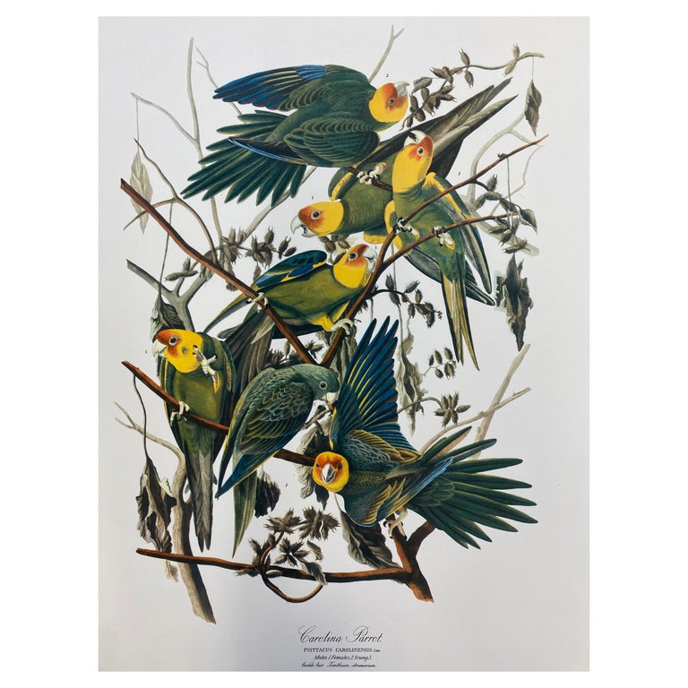 Large Classical Bird Color Print After John James Audubon, Carolina ...