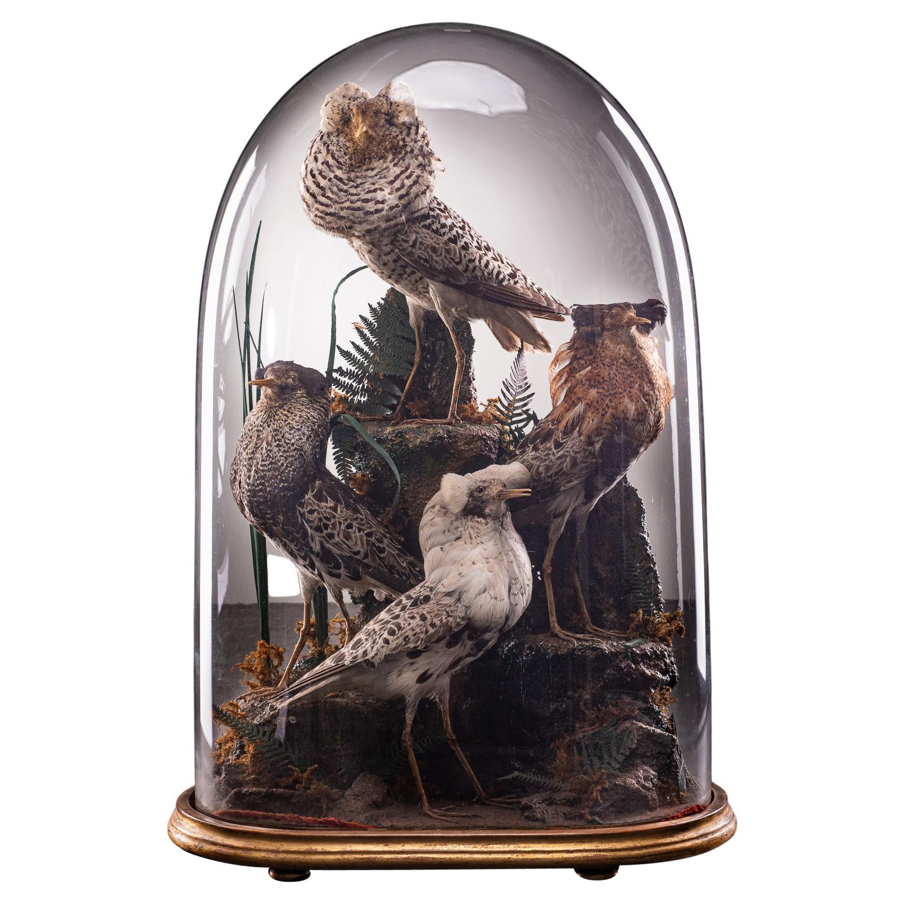 Antique 19th C Victorian Diorama of 4 Ruff''s ''Philomachus Pugnax ...