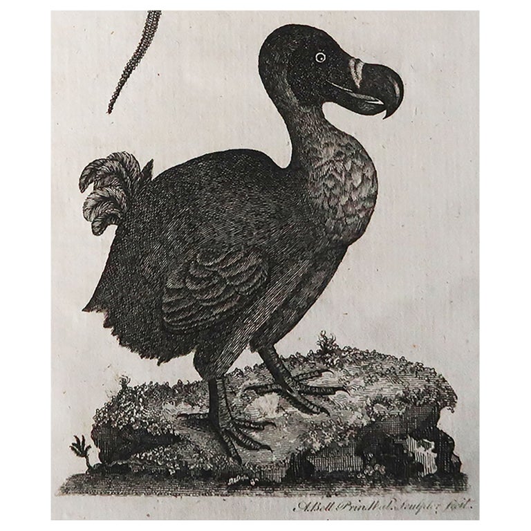 Original Antique Print of A Dodo, Circa 1790 at 1stDibs