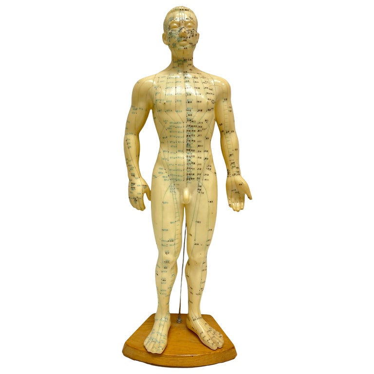 Nice Acupuncture Model Statue Sculpture on Wood Stand Vintage 1980s at ...