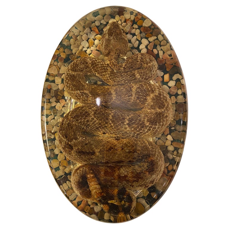 Rattlesnake in Resin at 1stDibs