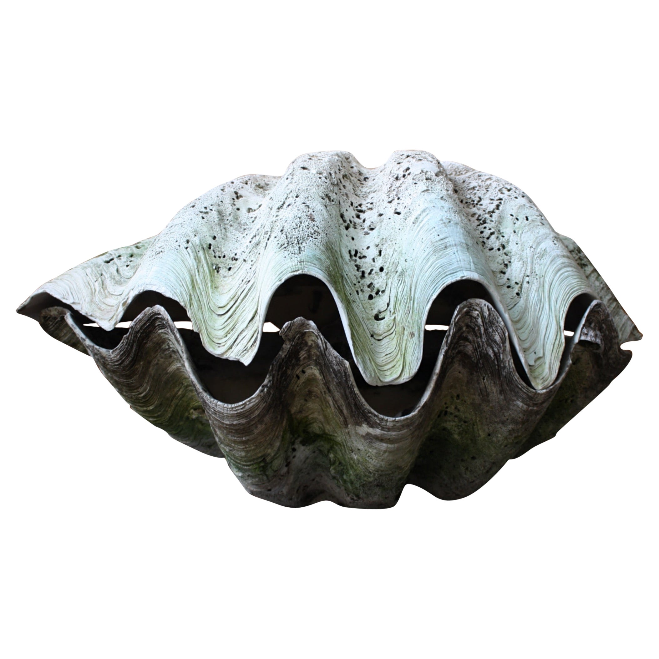 Huge 19th C Country House Complete Clam Shell Tridacna Gigas South ...