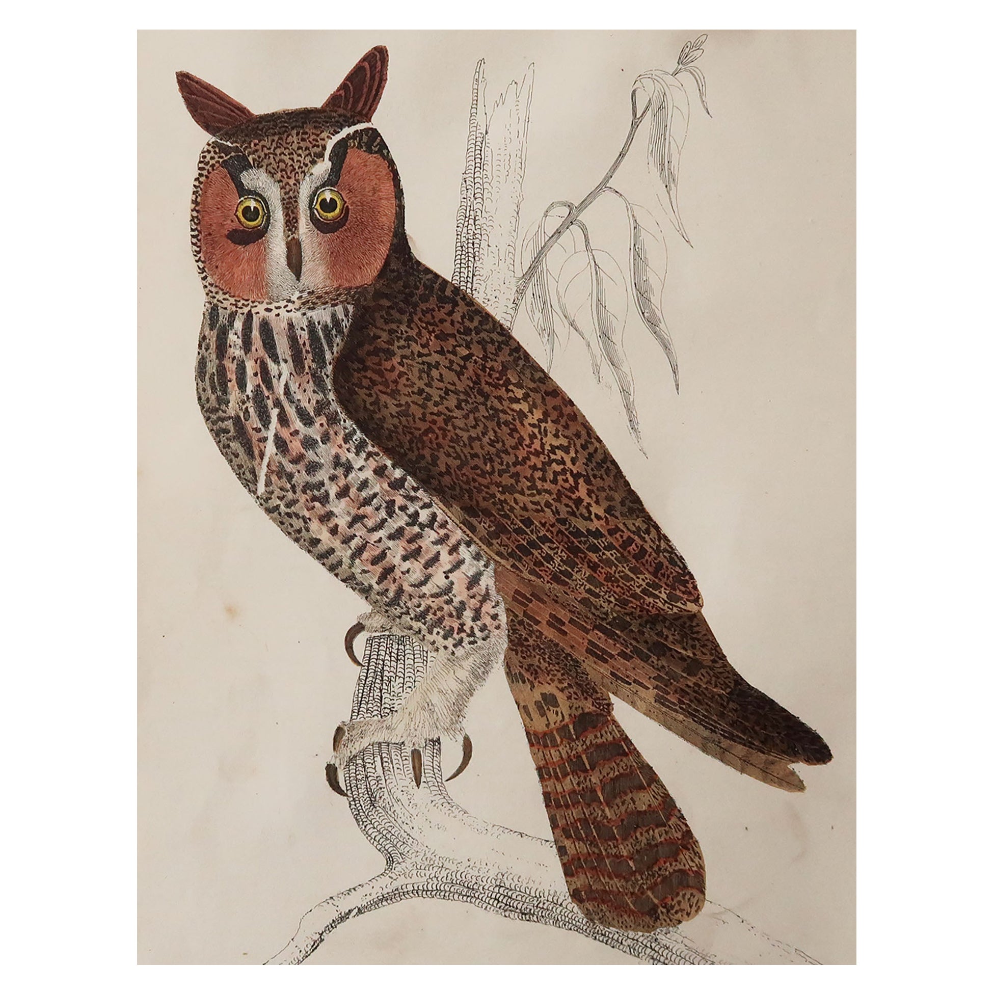 Original Antique Print of Owls, 1835 For Sale at 1stDibs