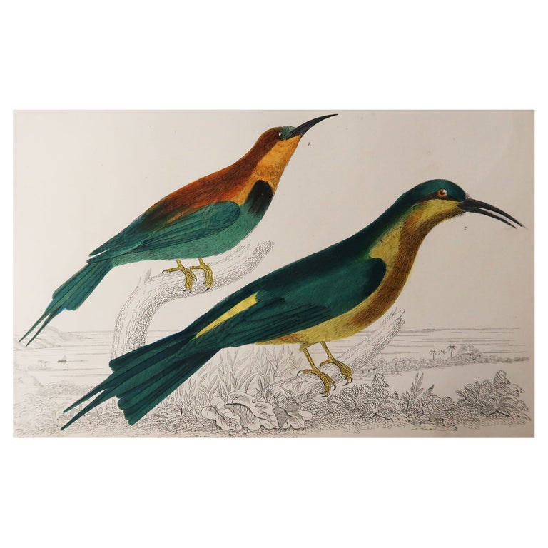 Original Antique Print of a Bee-Eater, 1847 'Unframed' at 1stDibs