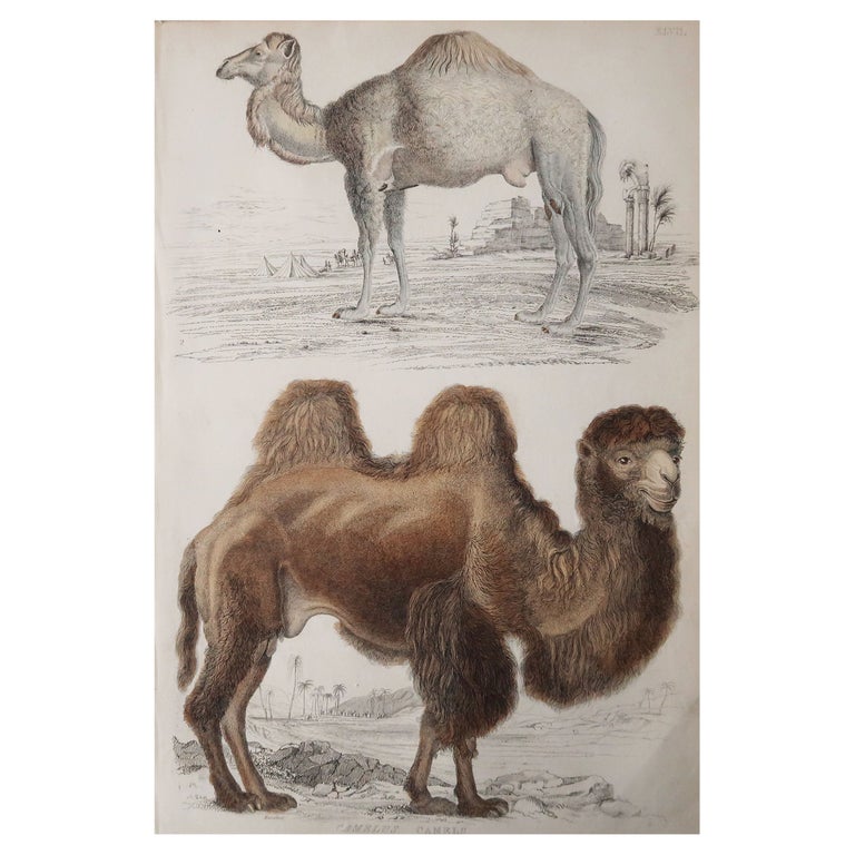 Large Original Antique Natural History Print, Camels, circa 1835 at 1stDibs