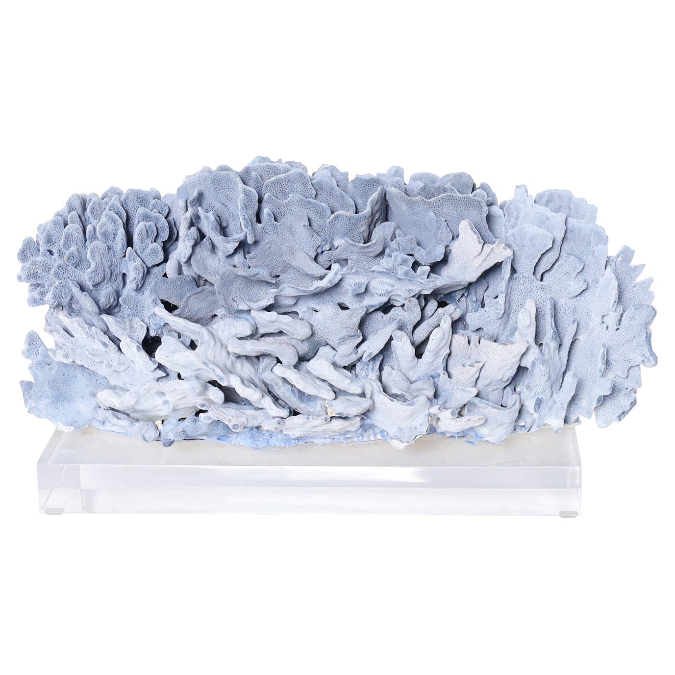 Three Blue Coral Specimens on Lucite at 1stDibs