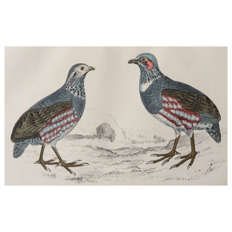 Original Antique Print of Partridge, 1847 'Unframed' For Sale at 1stDibs