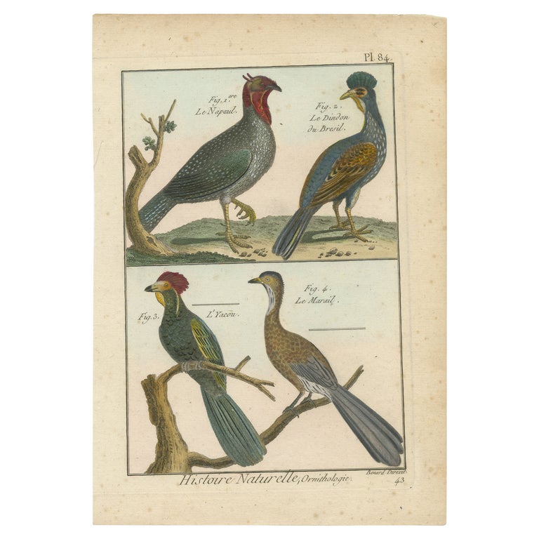 Rich and Bright, Hand-Colored, Rare Copper Engraving of Four Birds ...
