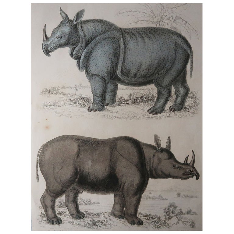 Large Original Antique Natural History Print, Rhinoceros, circa 1835 ...