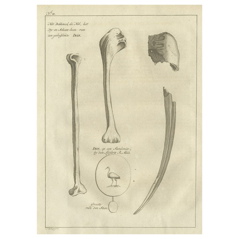 Antique Engraving of the Bill and Bones of an Ibis Bird, 1773 For Sale ...