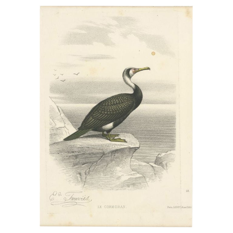 Antique Print of a Cormorant Bird, circa 1860 For Sale at 1stDibs