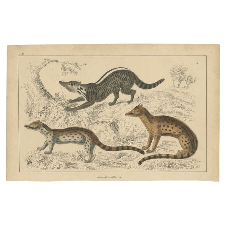 Antique Print of a Zibet, Fossane and Malacca Genet, C.1860 For Sale at ...