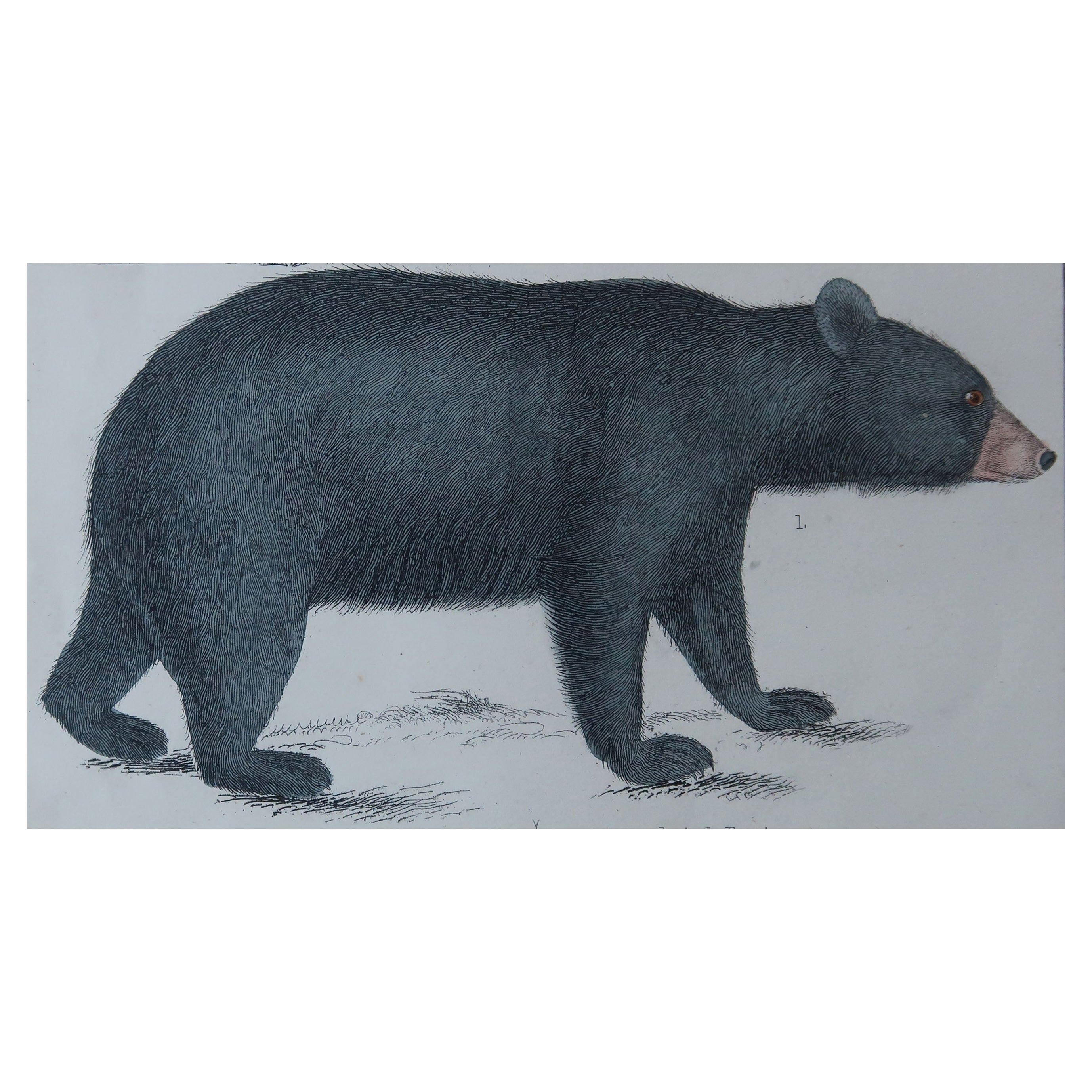Original Antique Print of a Black Bear, 1847 'Unframed' at 1stDibs ...