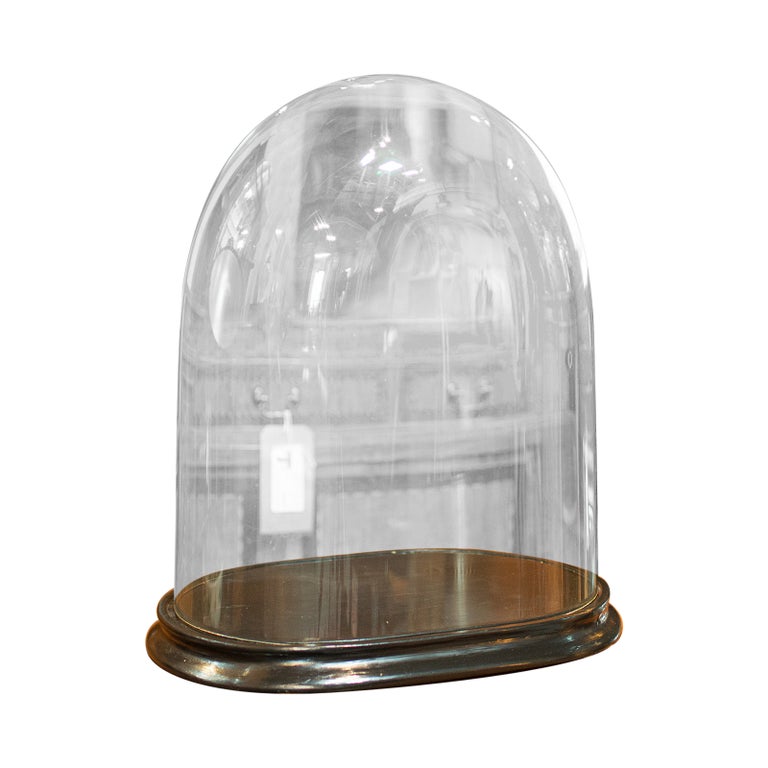 Large Antique Oval Display Dome, English Showcase, Taxidermy, Diorama ...