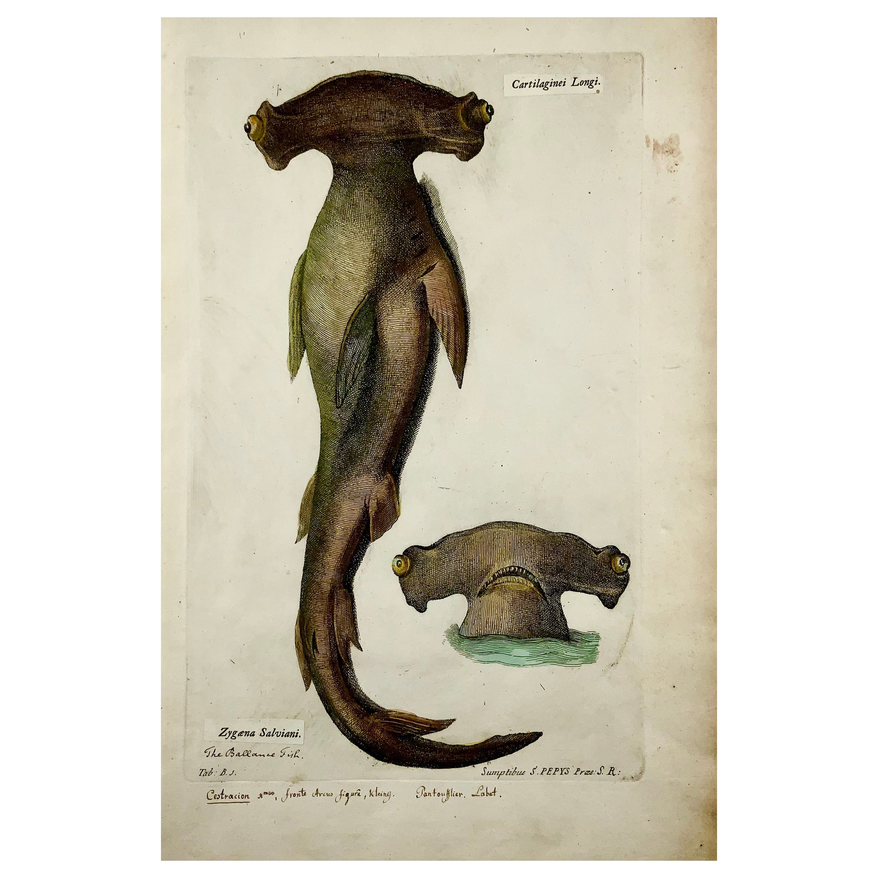 1686, Hammerhead Shark, Hand Colored Folio, Paul Somers for Francis ...