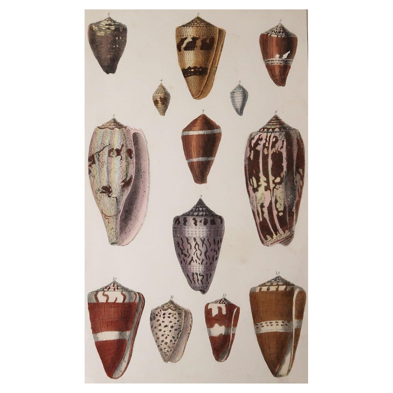 Original Antique Print of Shells, 1847 'Unframed' For Sale at 1stDibs